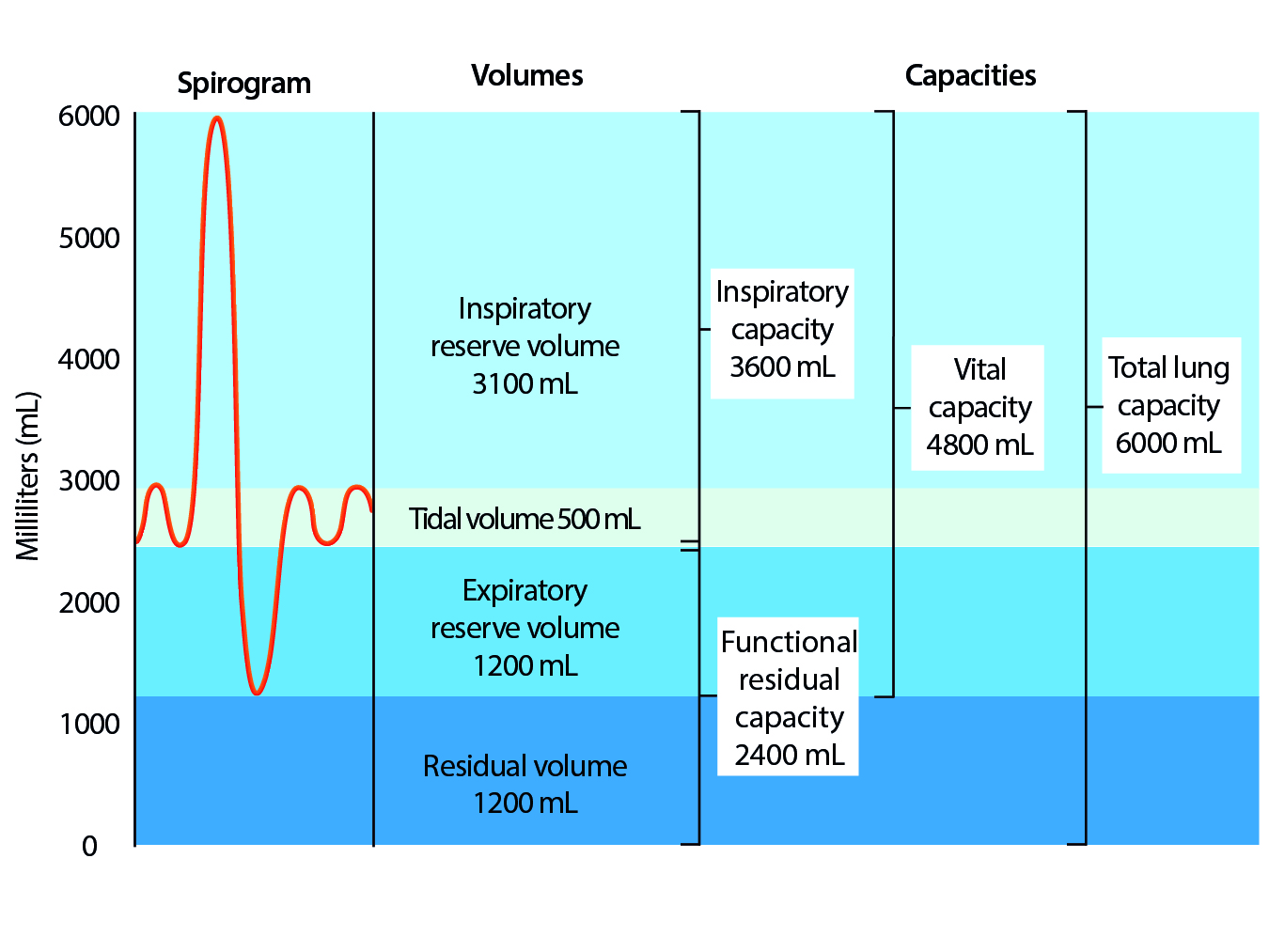Closing Volume and Spirometry